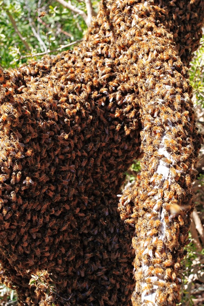 Funeral Bees | think like a bee